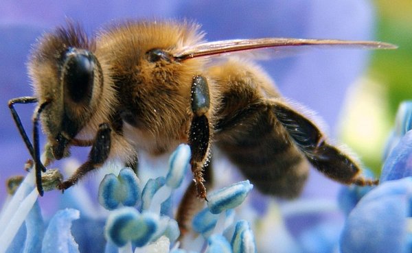 La vida de las abejas - Animales