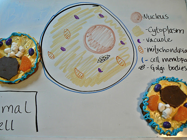 101 Days of Homeschooling: Day 19 / 102 - Edible Animal Cell