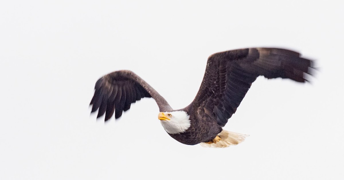 Shoreline Area News: Resolute raptor