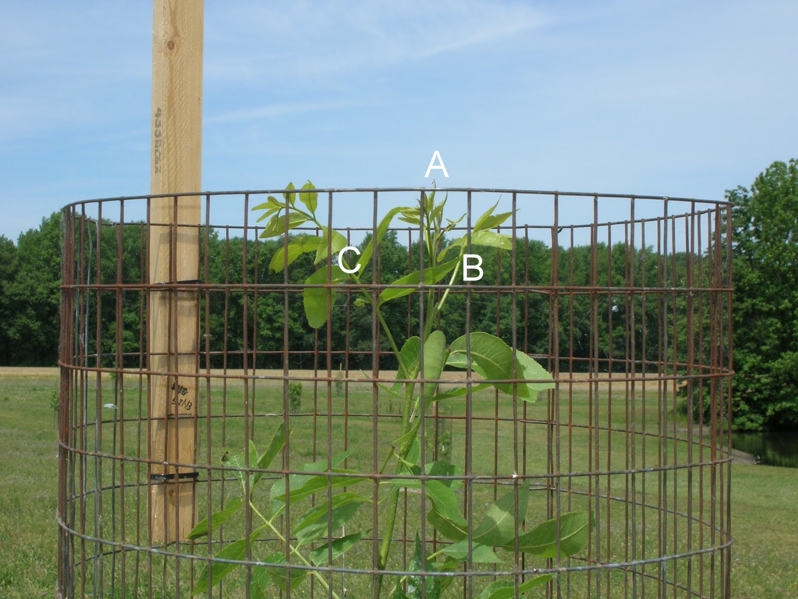 Northern Pecans: Answering pruning questions