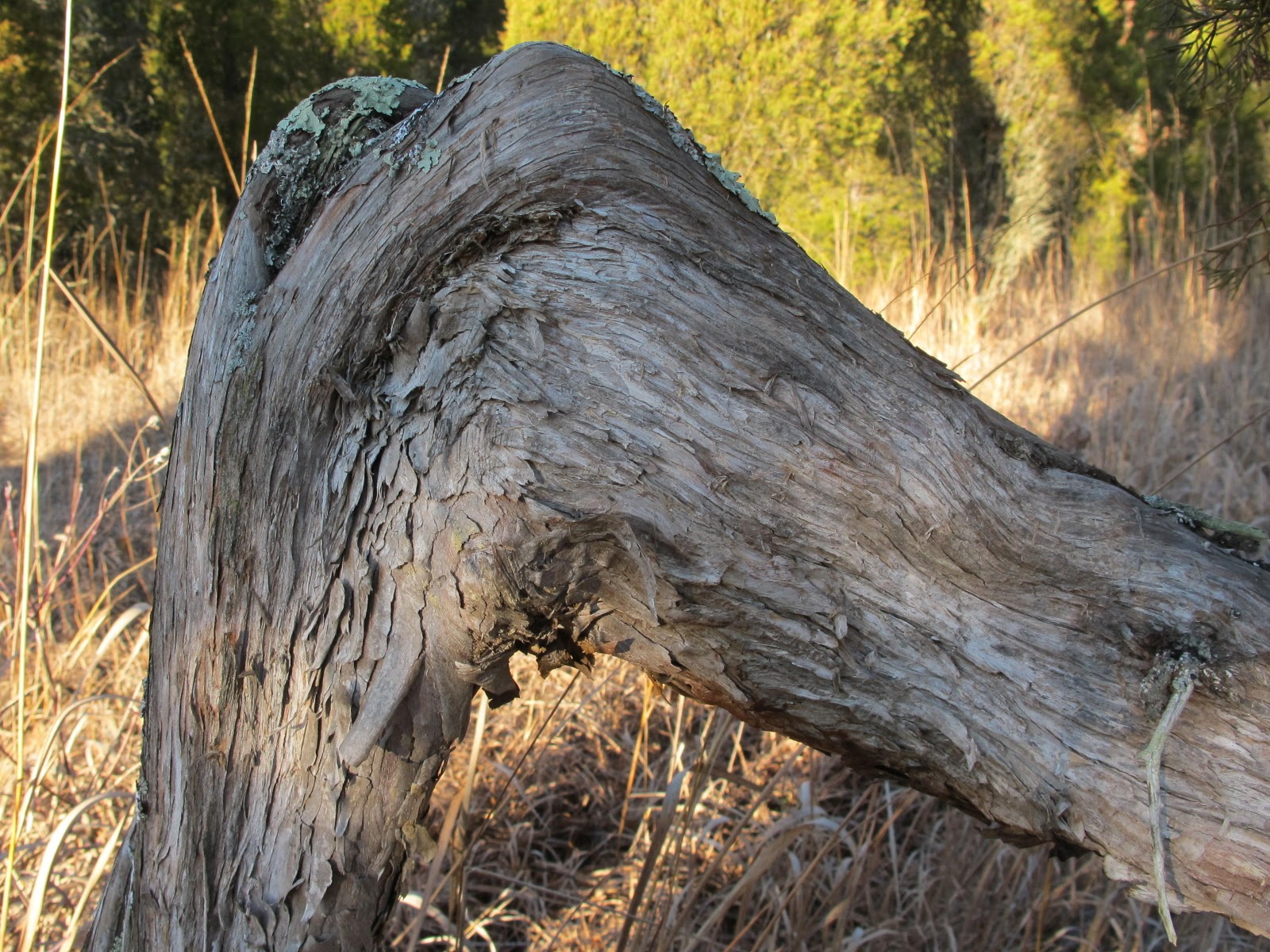 Blue Jay Barrens: Twisted Cedar