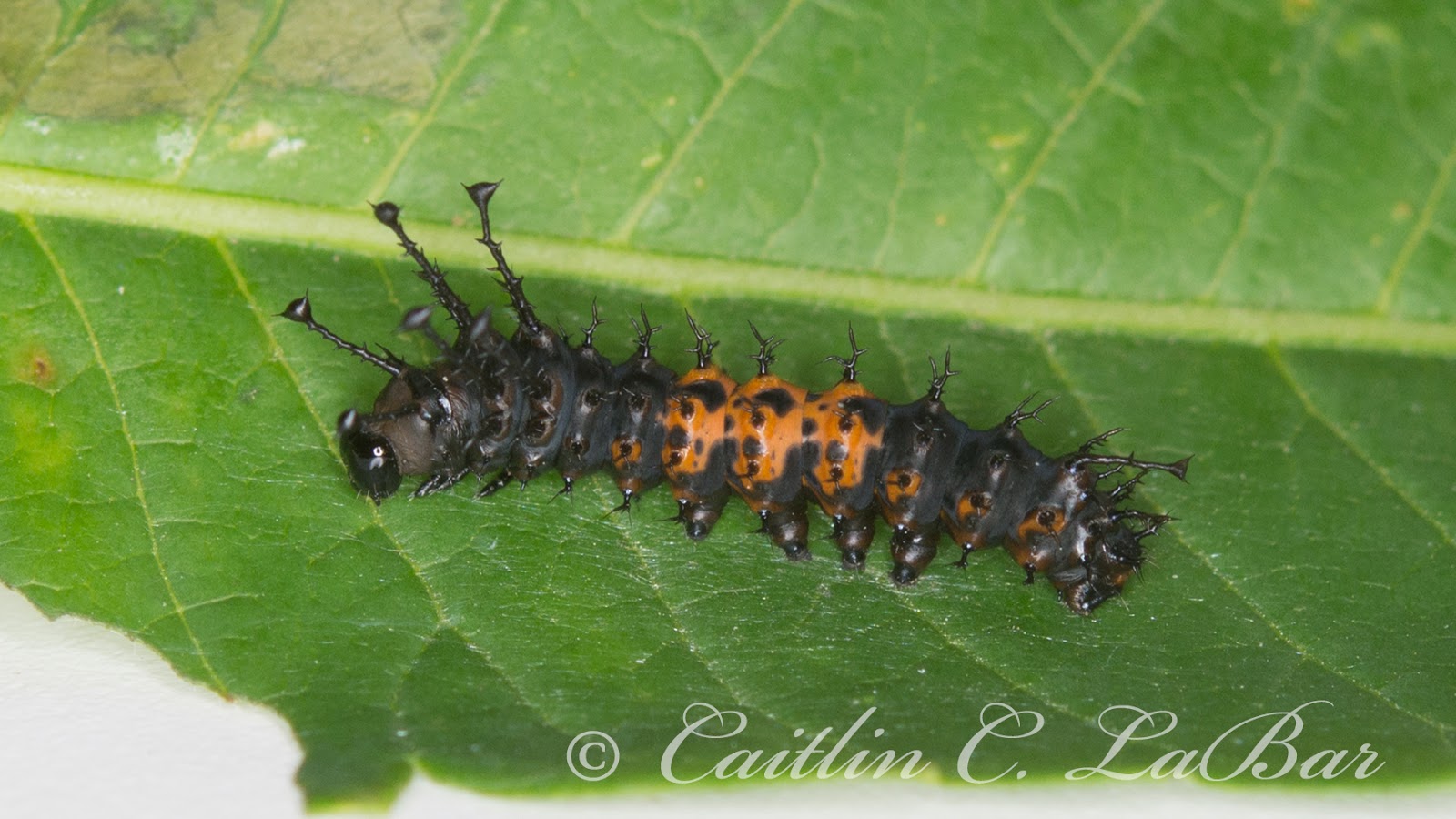 Northwest Butterflies: Citheronia splendens...Splendid Royal Moth