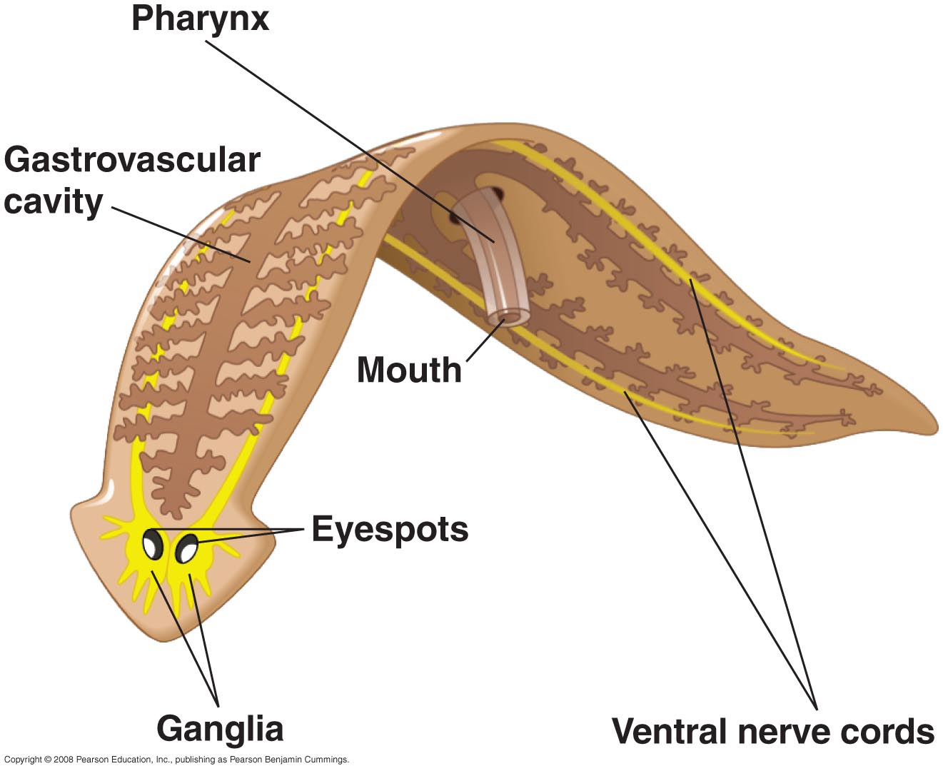 Ciencias de Joseleg: 5 DIGESTIÓN EN LOS PLATELMINTOS