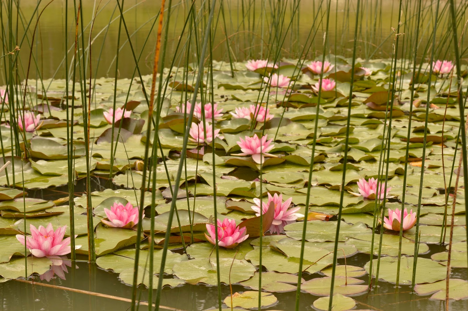 Photo Gallery: Nymphaeaceae