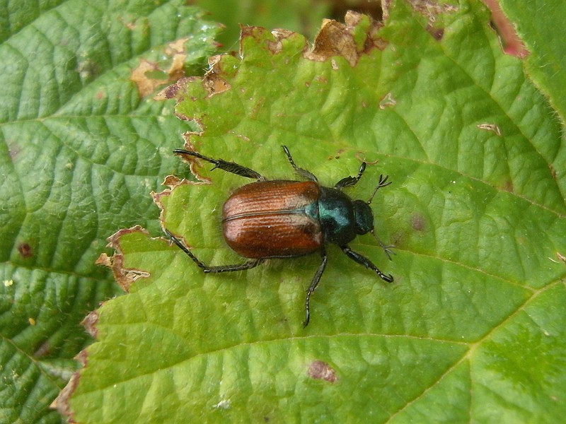 Shenstone Birder: June 2011