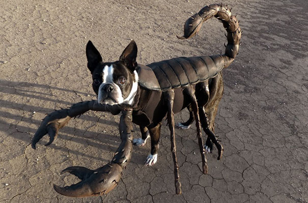 30 Fun Halloween Costume Ideas For Dogs Pt 1 Of 3 » Mac's Opinion