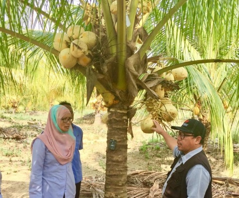 Anim Agro Technology: KELAPA MATAG - SATU ANALISIS