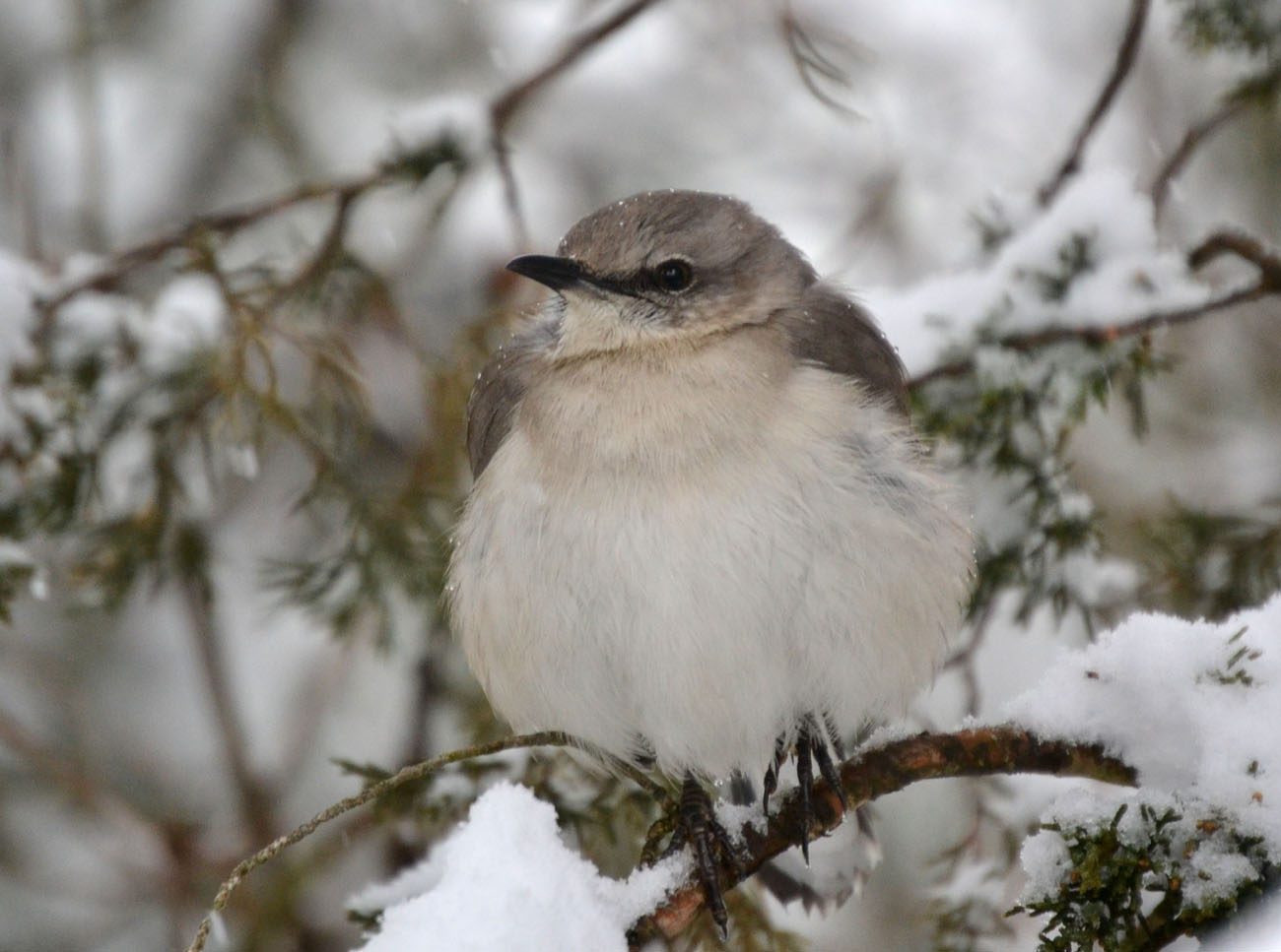 Woods Walks and Wildlife: Surprise Snow, and Birds All Over