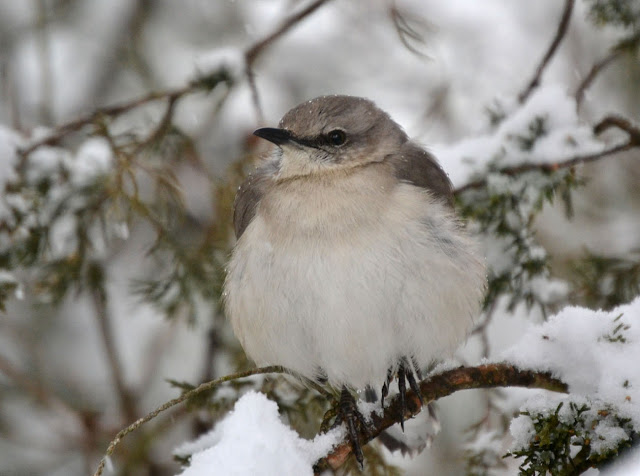 Woods Walks and Wildlife: Surprise Snow, and Birds All Over