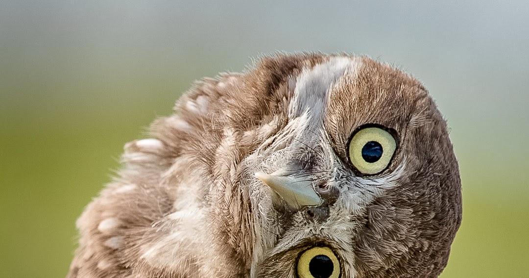 Eye To Eye With Nature: Notes, Observations, and Tips