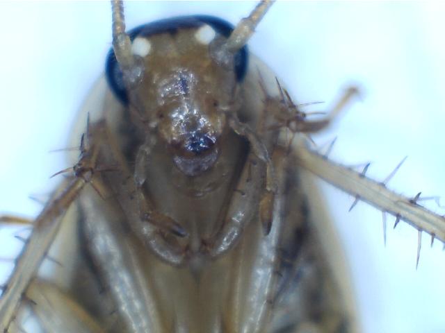 O MUNDO DOS INSETOS: BARATA PEQUENA AMPLIADA