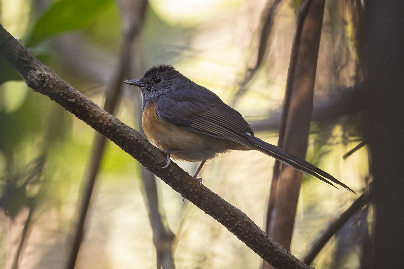 As The Crow Flies - a Hong Kong Birding Blog: White-spectacled Warbler ...