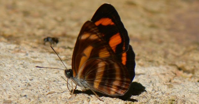 The Forested Path (and Beyond): BUTTERFLIES of RAUB: Neptis miah batara ...