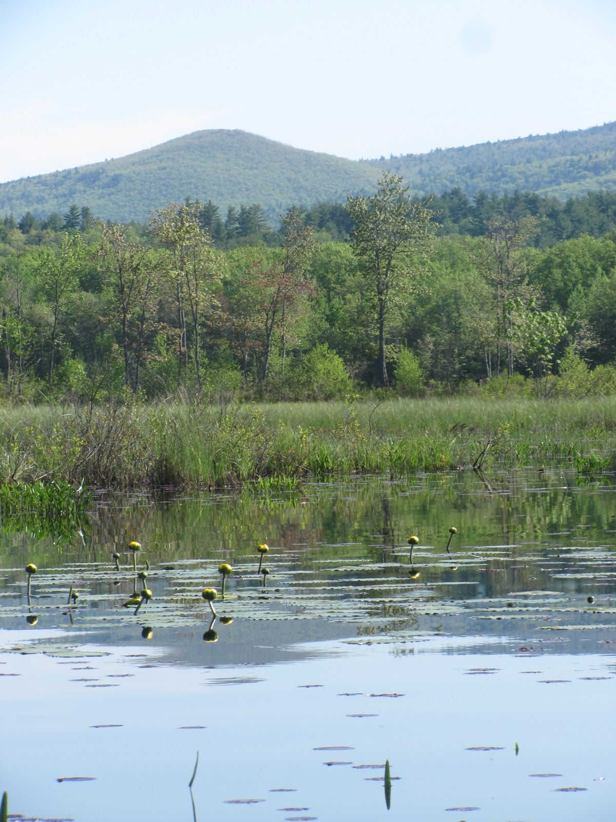 Recreational Kayaking in Maine: Brownfield Bog