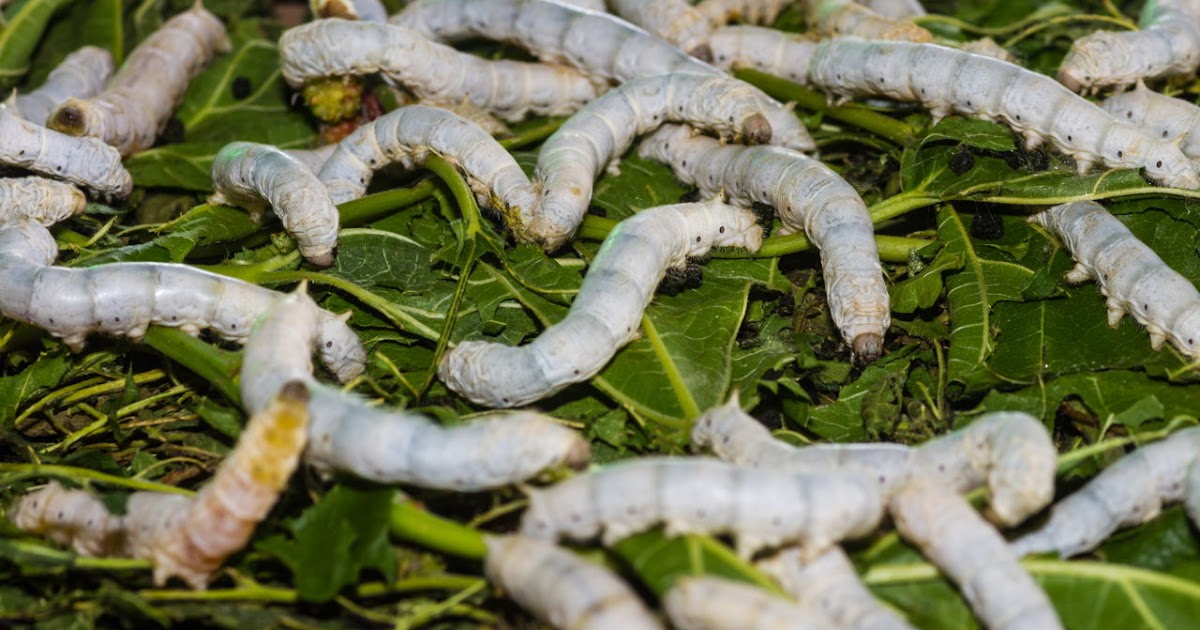 ÇhAńđA Kařķï⛦⛧: Sericulture farm(Khopasi,Panauti)