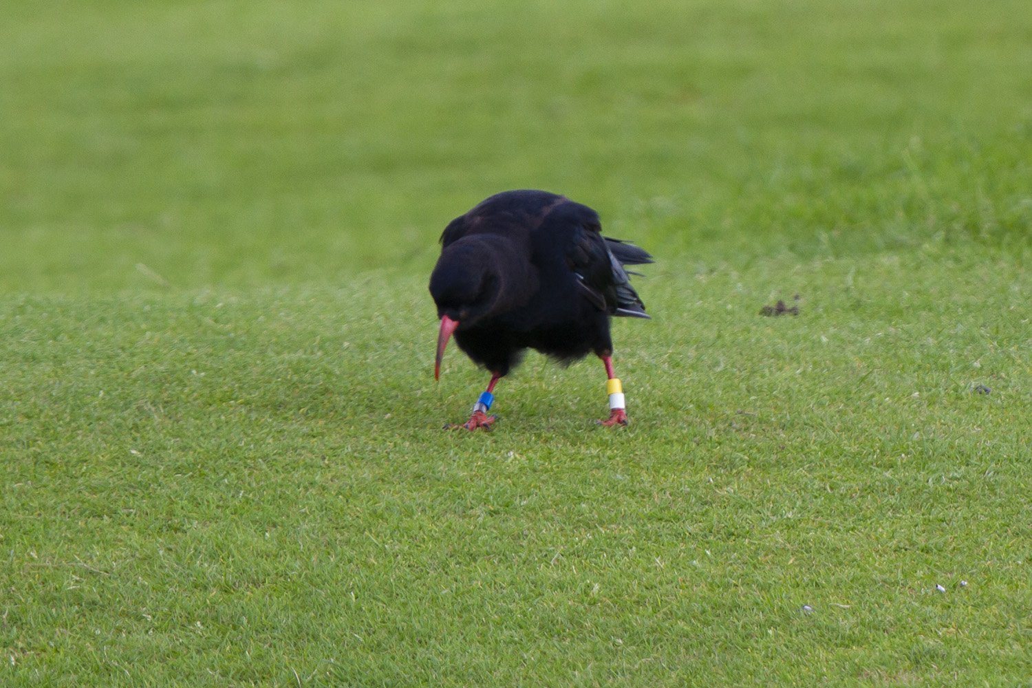 Colour ringed birds