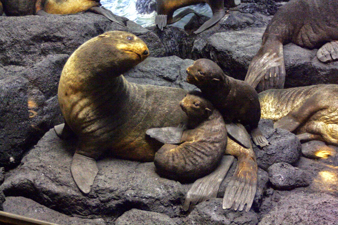 Info animales: OSO MARINO DEL NORTE ( CALLORHINUS URSINUS )