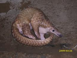 Celik Sains: HAIWAN MELINDUNGI DIRI DARIPADA MUSUH DAN BAHAYA : TAHUN 4