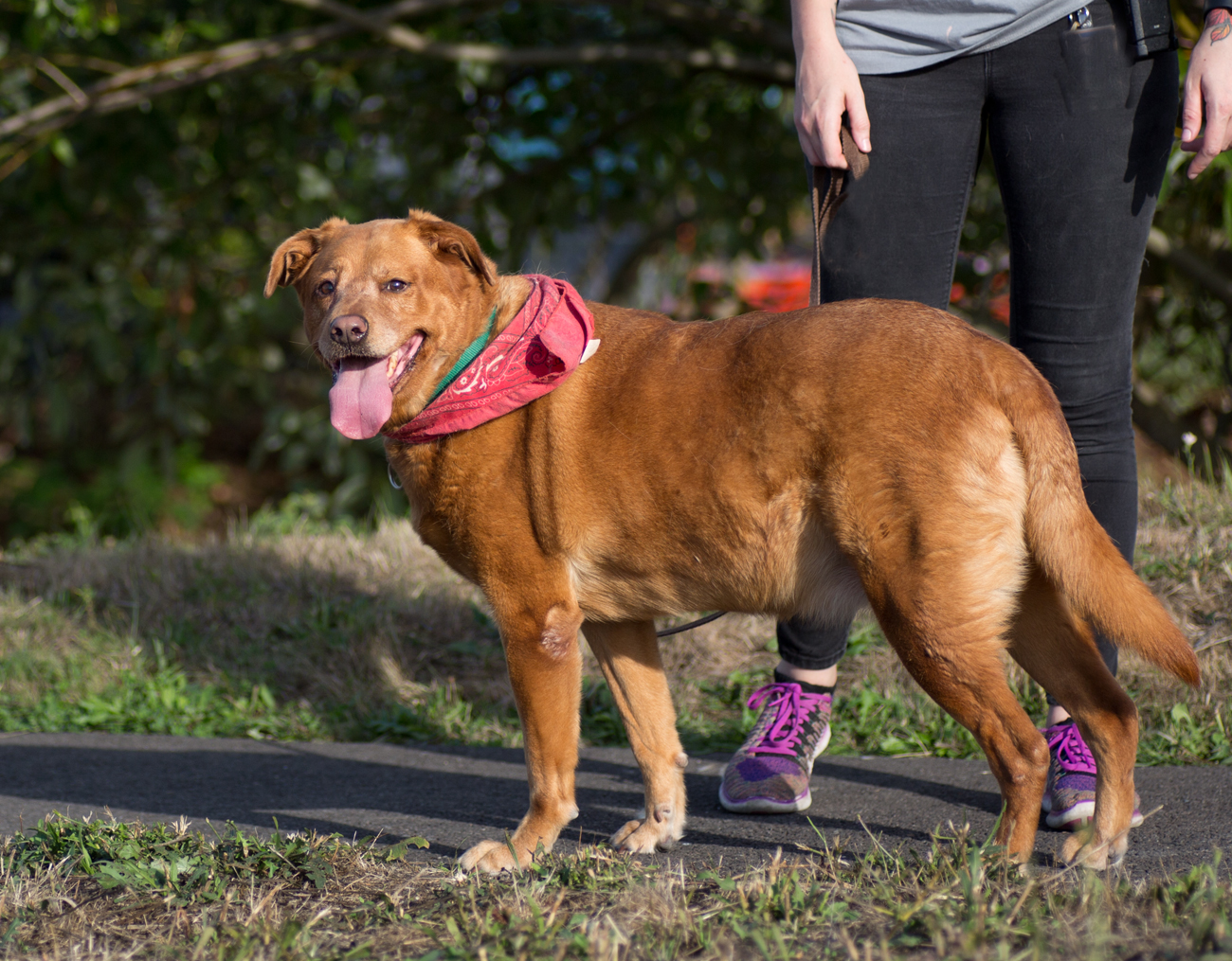 Shelter Dogs of Portland: "BERNADETTE" pretty red Lab mix