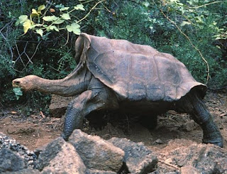 Lonesome George Species | Animals In The World