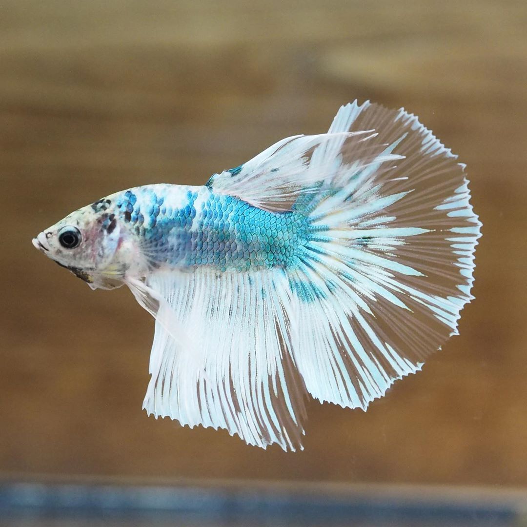 Live Male Halfmoon Tail Marble Betta Fish With Super Clean Fins