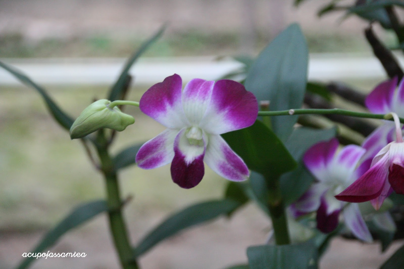 Kaziranga National Orchard & Biodiversity park - Beyond an Orchard