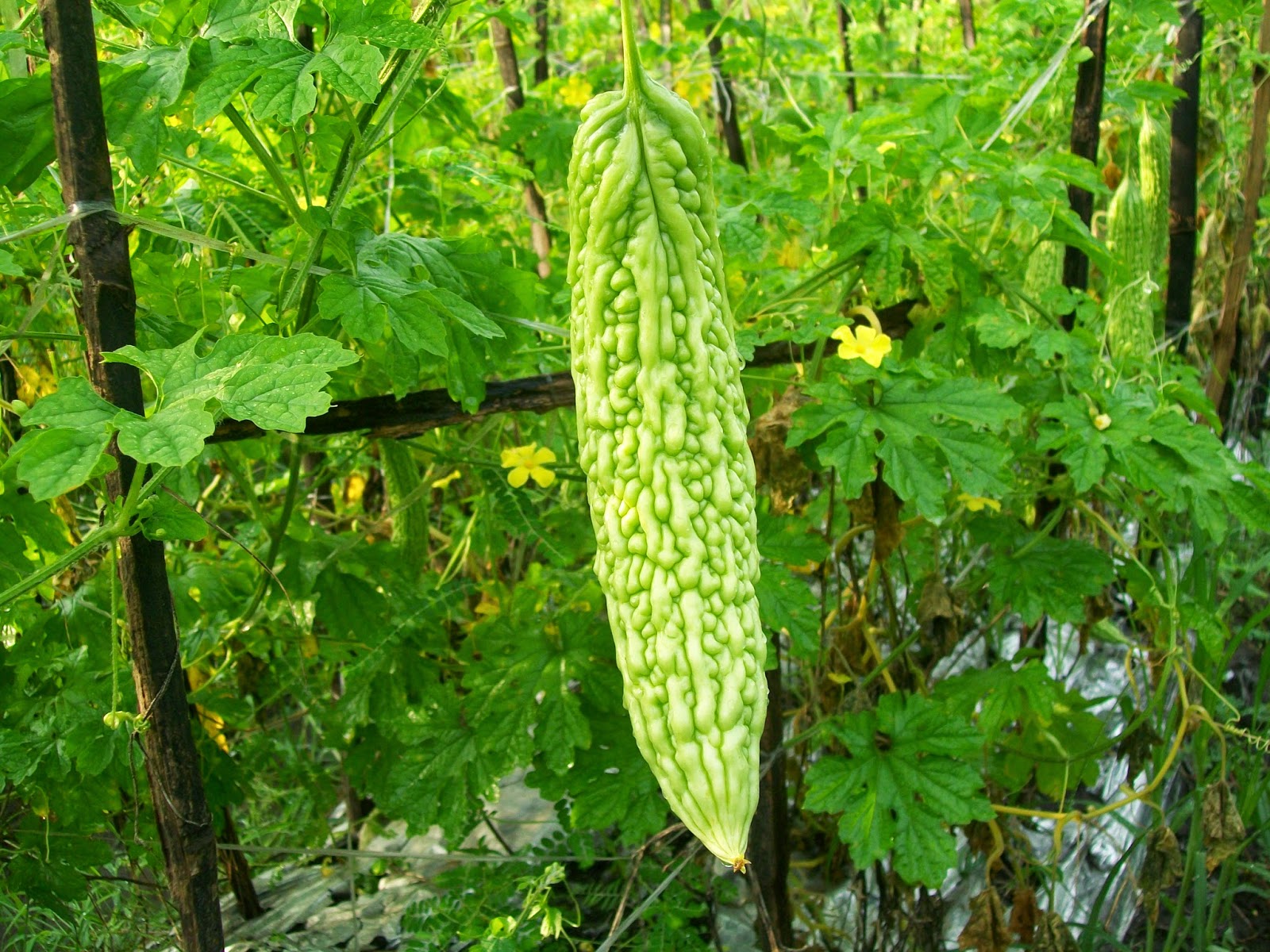 CARA MENANAM DAN BUDIDAYA PARE | Pertanian