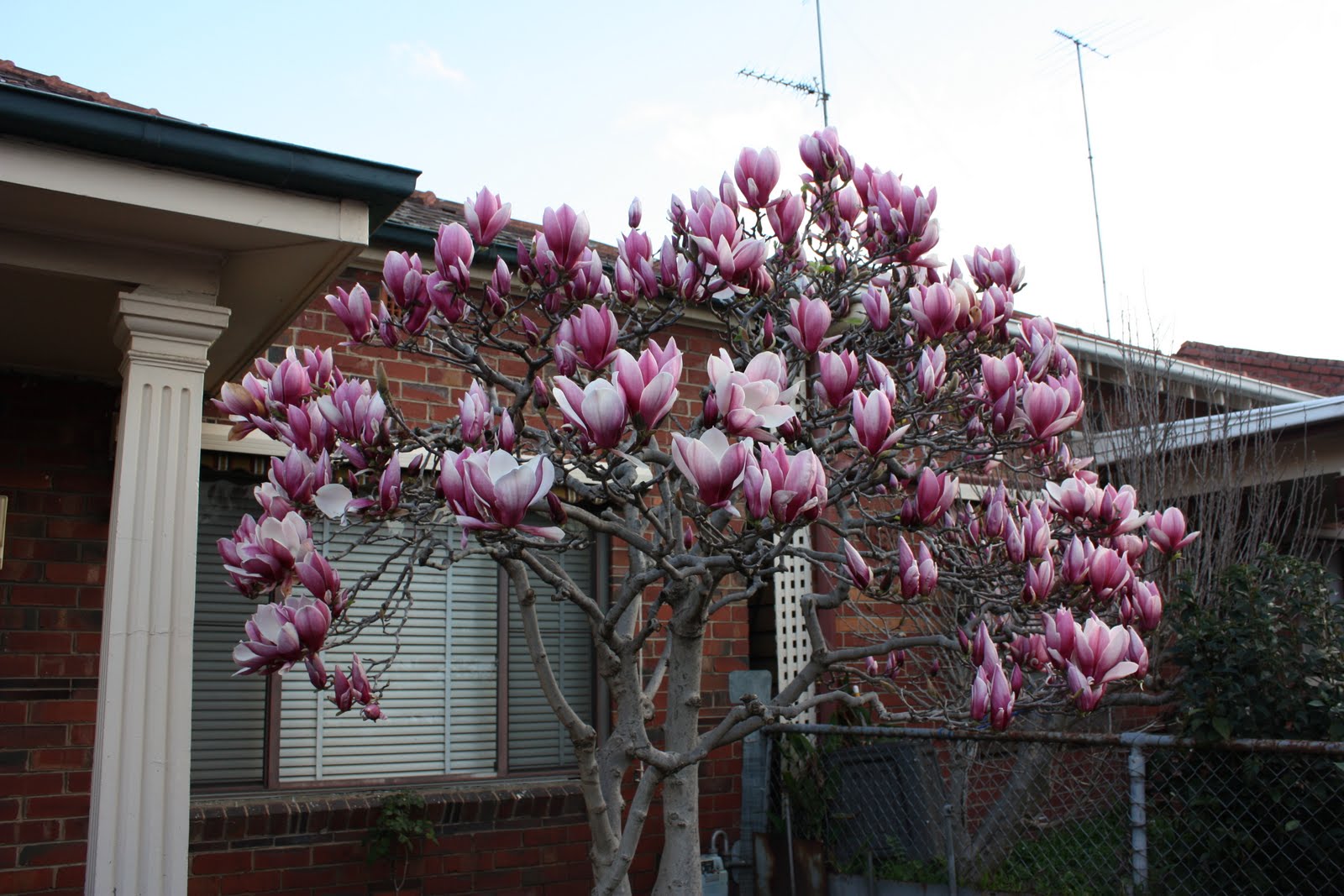The Blimps Tour of Melbourne