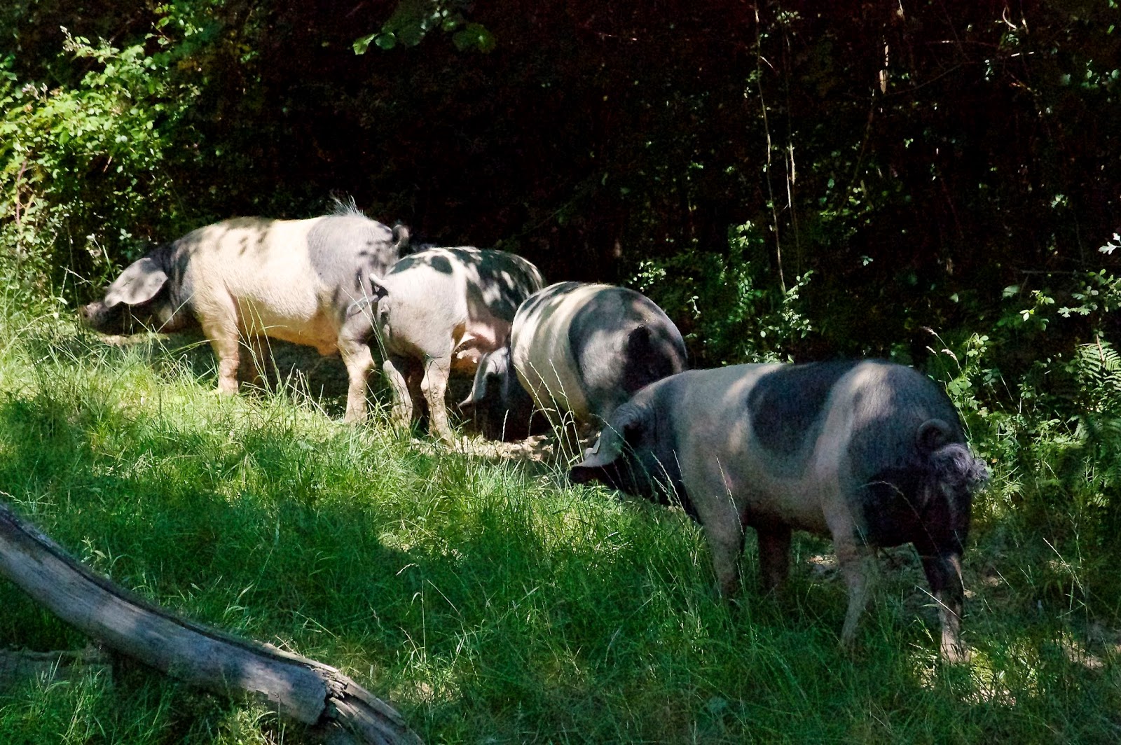 BÉARN - FRANKREICH COMME IL FAUT