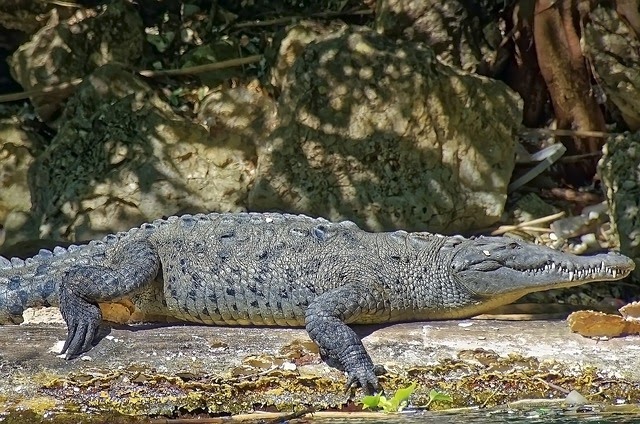 Crocodile Facts For Kids