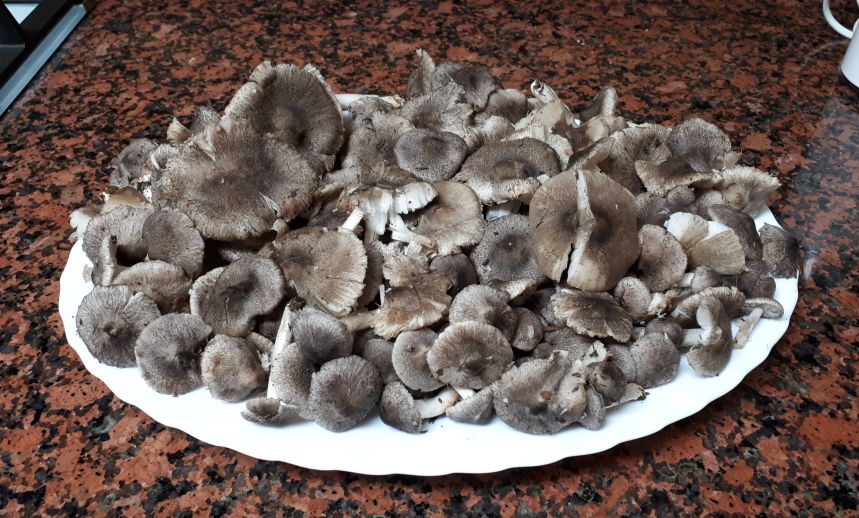 e-cuina: Crestes de fredolics i botifarra negra