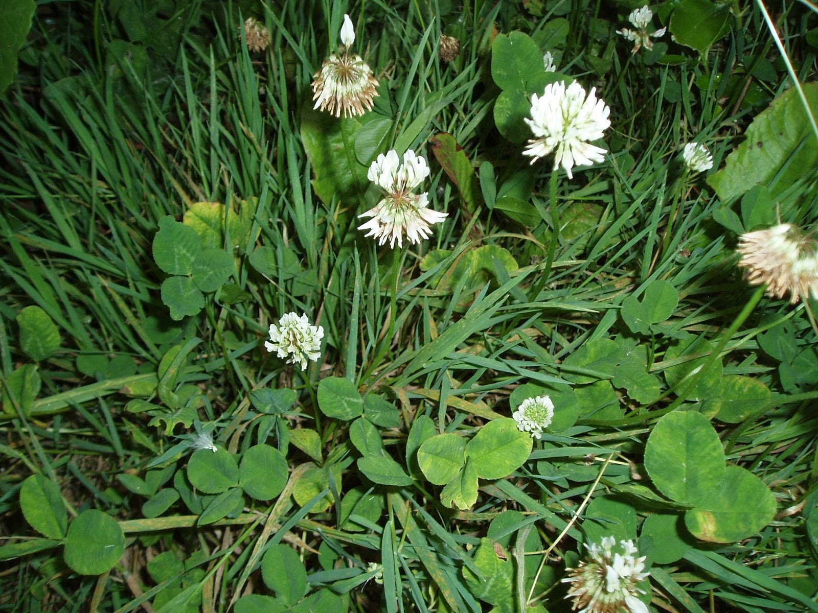 A Forager's Treasury ID gallery: Clover (Trifolium species)