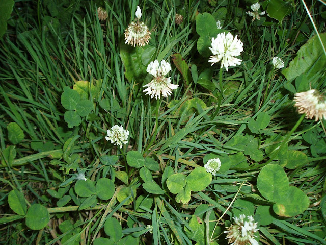 Edible Plants of Wellington, NZ