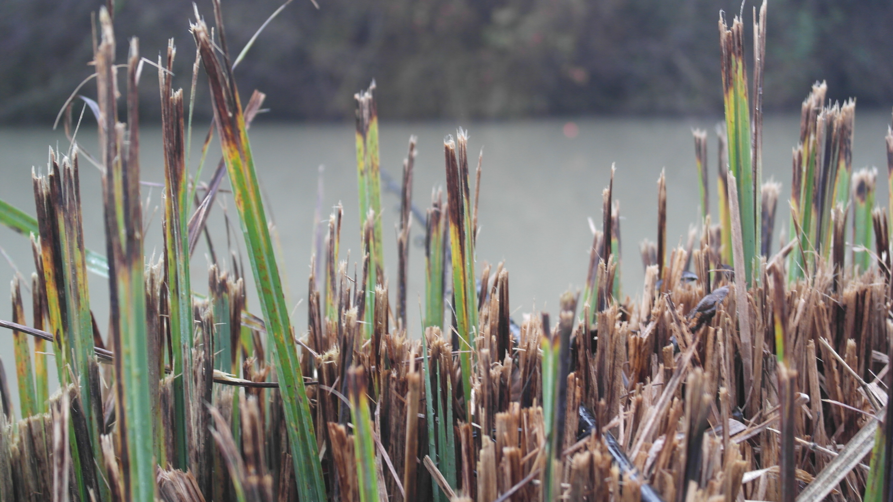 Piscatorial Quagswagging: (Not Quite) The Close Season Zander Quest Pt ...