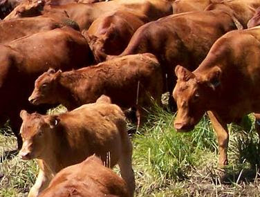 Shortnotes of History: Domestication of cattle