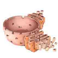 How Endoplasmic Reticulum helps in the formation of Lysosomes - Master ...