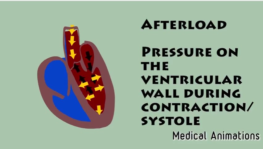 สรีรวิทยาระบบไหลเวียน physiology of circulatory system: preload afterload