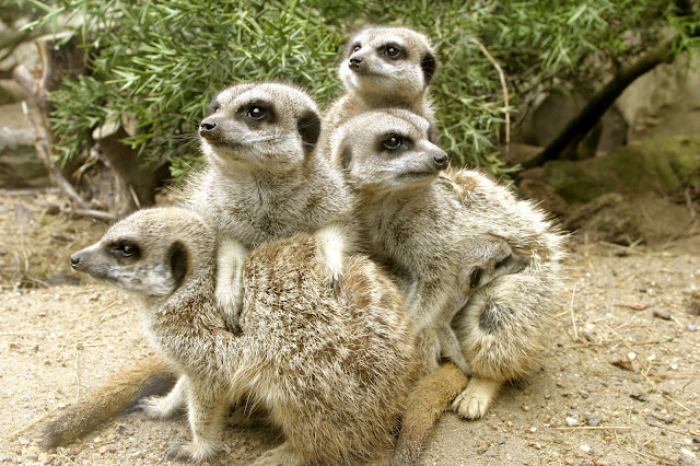 Meerkat | The Biggest Animals Kingdom