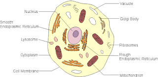 knowledge sea: ANIMAL CELL (FIGURES)