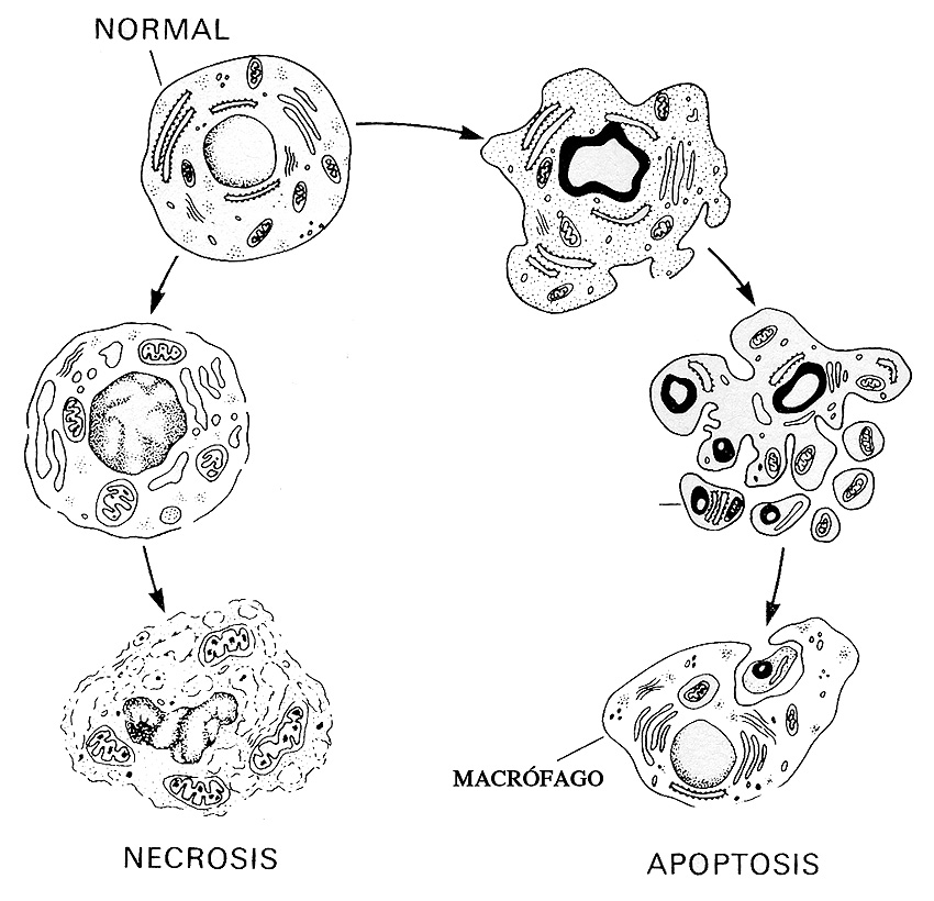 Génesis Pinto. Biología Molecular y Celular: Célula Eucariota. Muerte ...