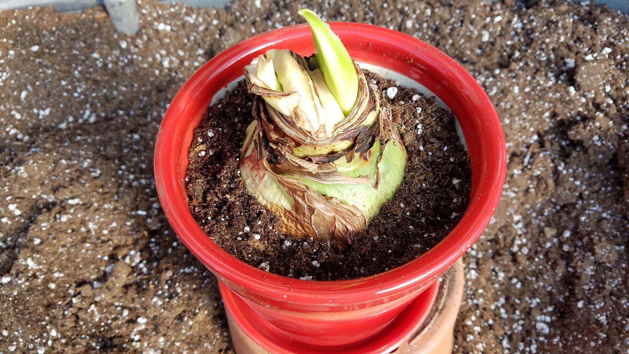 The Flower Bin: How to Grow and Care for Amaryllis