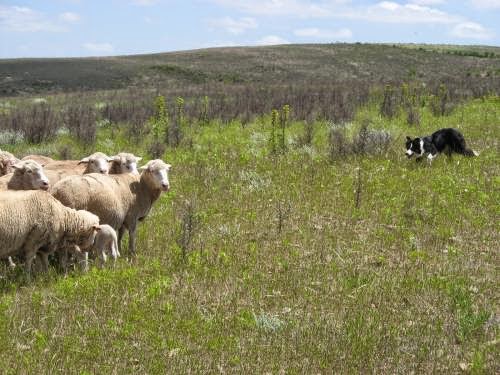 Awesome Sheepdogs! ~ Amass Farming Tips & Info