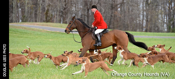 Hunting Virginia! : 10 Virginia Hunting Laws You Probably Didn't Know About