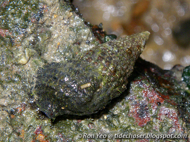 tHE tiDE cHAsER: Horn Shells & Creeper Snails (Phylum Mollusca ...