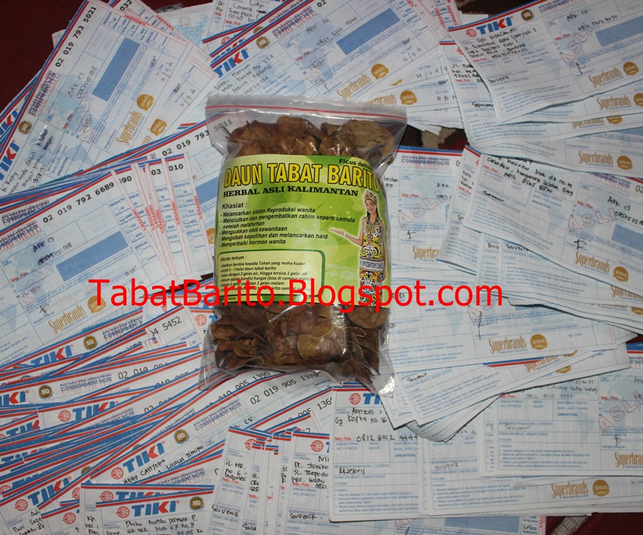 Jual Daun Tabat Barito Kalimantan Asli