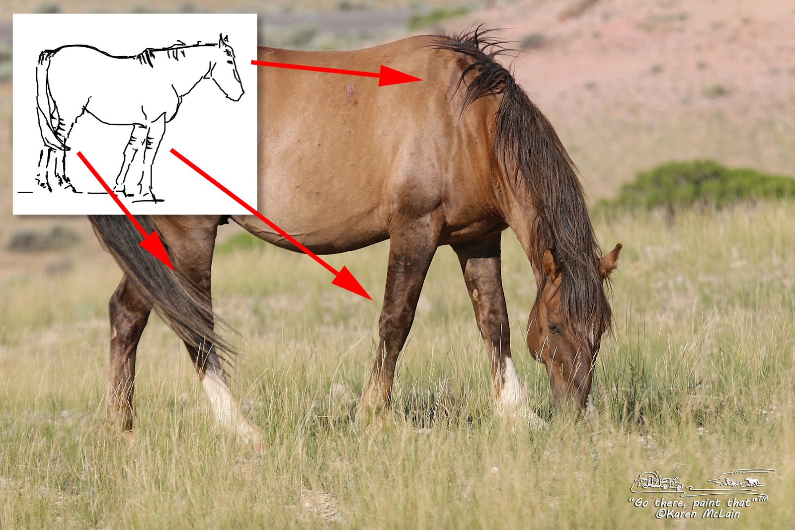 Equus ferus- Wild Horse Photography®: Primitive Markings in Dun Horses