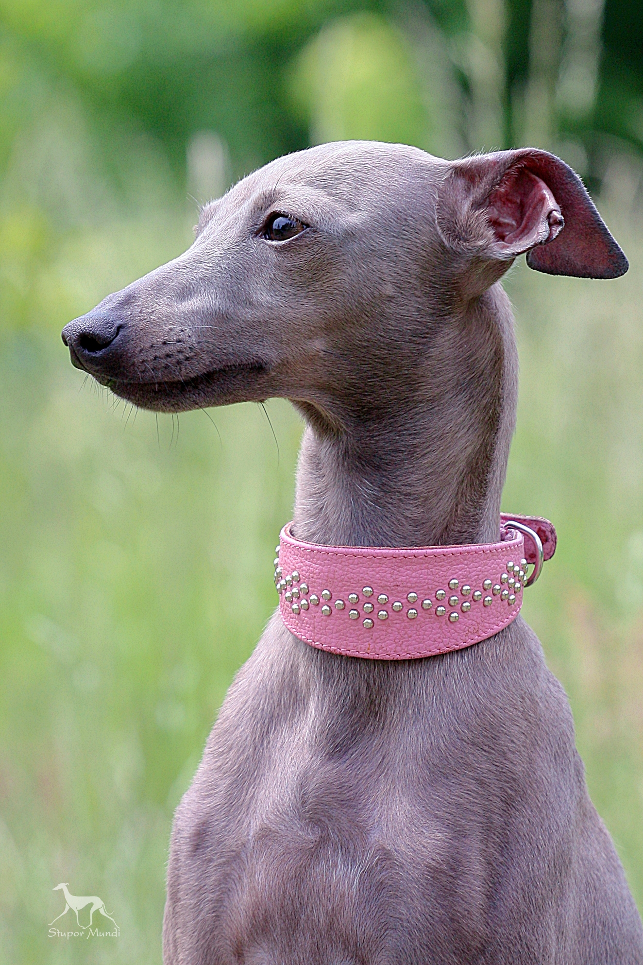 Italian Greyhound Teeth