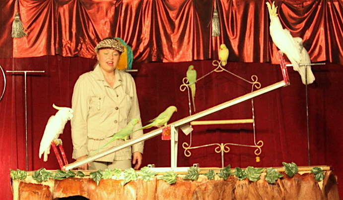 Descoperă Papagalii: Micul Alexander (Psittacula krameri) - fișa speciei