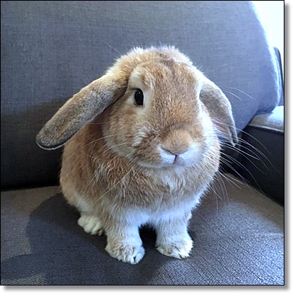 The Pet Tree House - Where Pets Are Family Too : Meet Mr. Bigglesworth ...