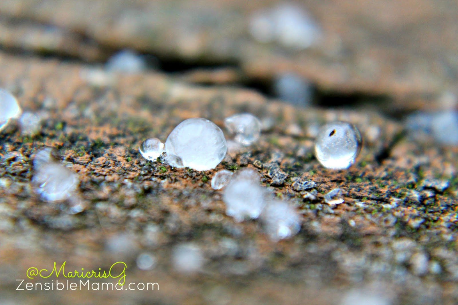 Zensible Mama: The Day in Photos No. 17 - Sleet Up close and Personal ...